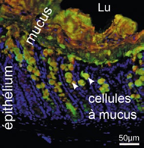 Mucus barrier